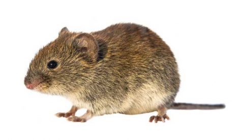 Verschillende soorten muizen herkennen - Vermex Ongediertebestrijding