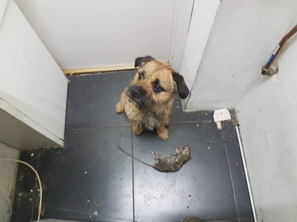 Hond als rattenvanger - Milieuvriendelijke rattenbestrijding - Vermex
